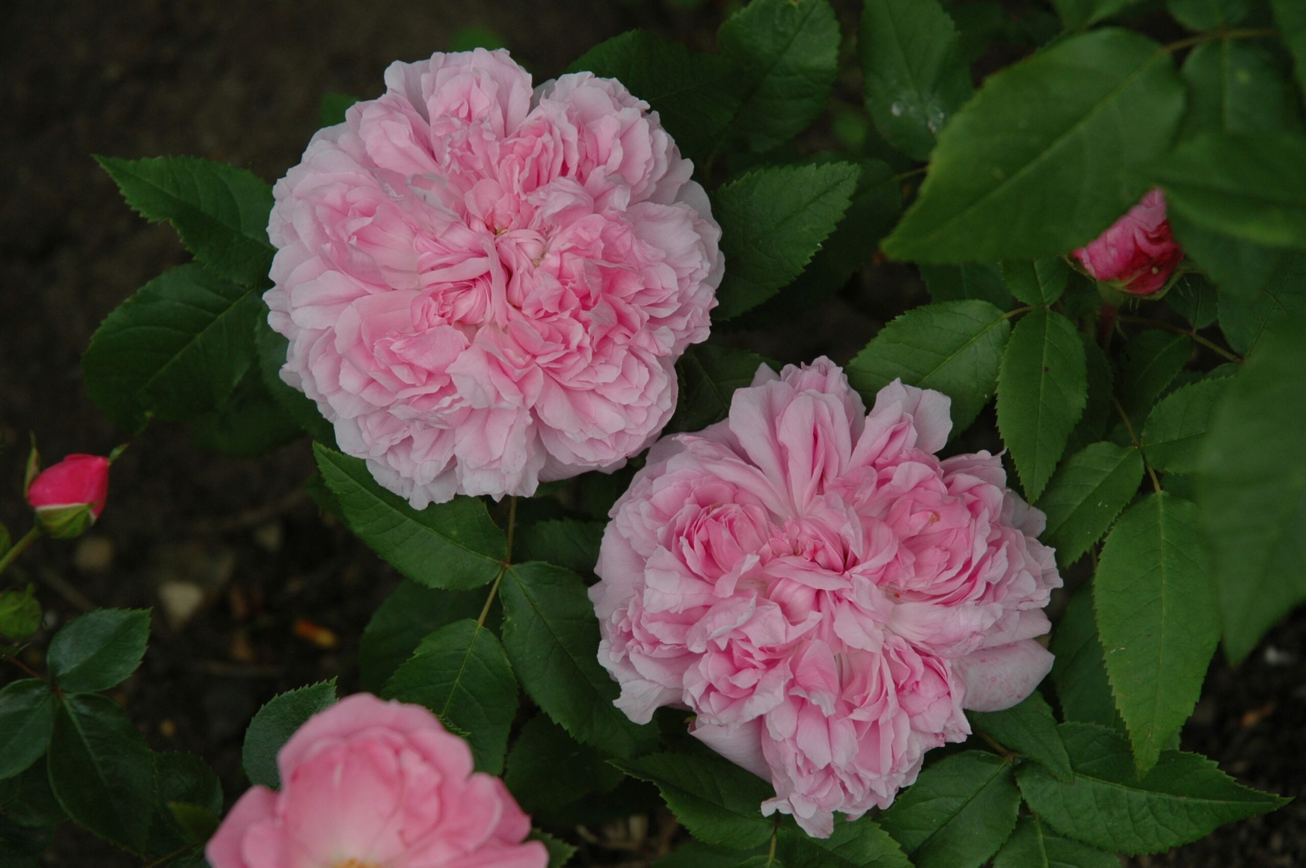 Cultivating Beauty - Hornby George PR