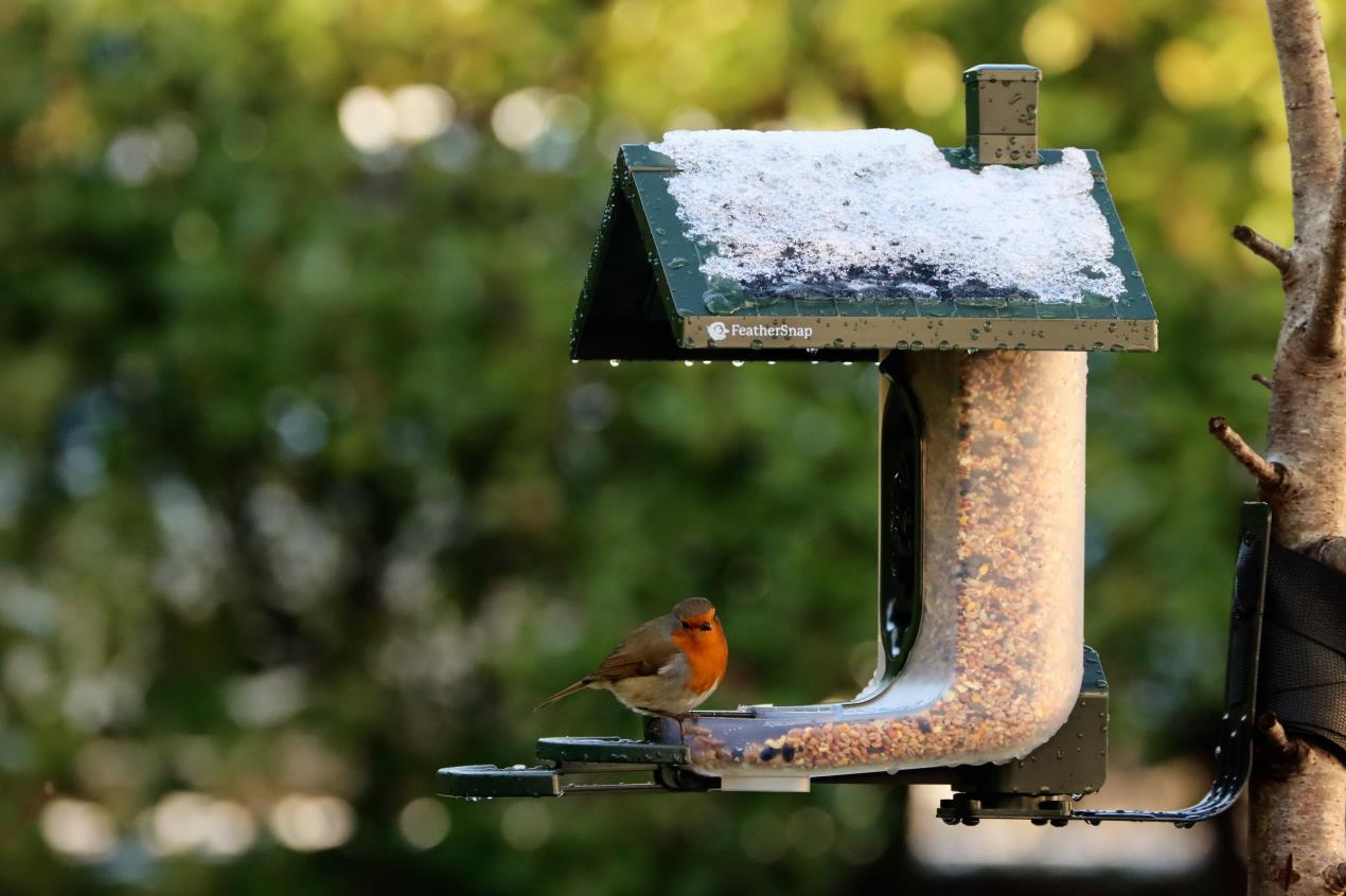 Get snap happy with the birds this Christmas - Hornby George PR