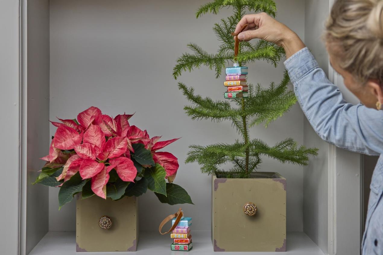Show your Christmas Stars for National Poinsettia Day! - Hornby George PR